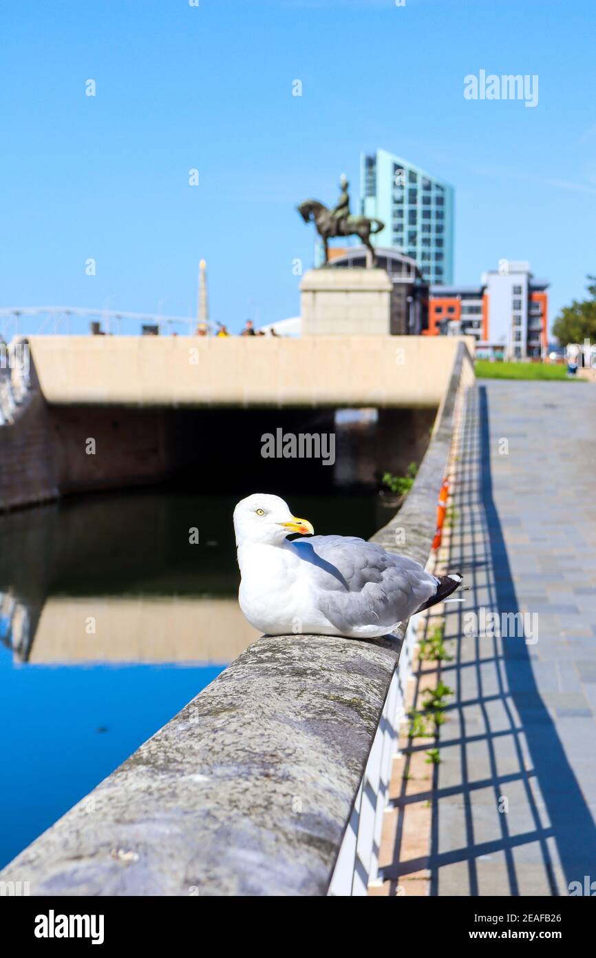 Seagull Bird at Liverpool Canal Link, Waterfront promenade Stock Photo ...