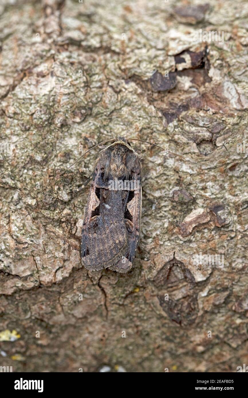 Setaceous Hebrew Character Moth High Resolution Stock Photography and ...