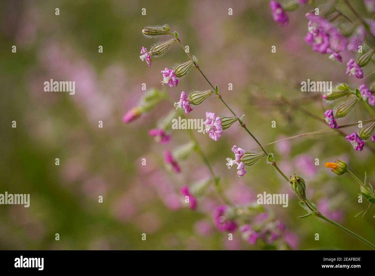 Pink Pirouette, Silene colorata flowering in spring field, Andalusia ...