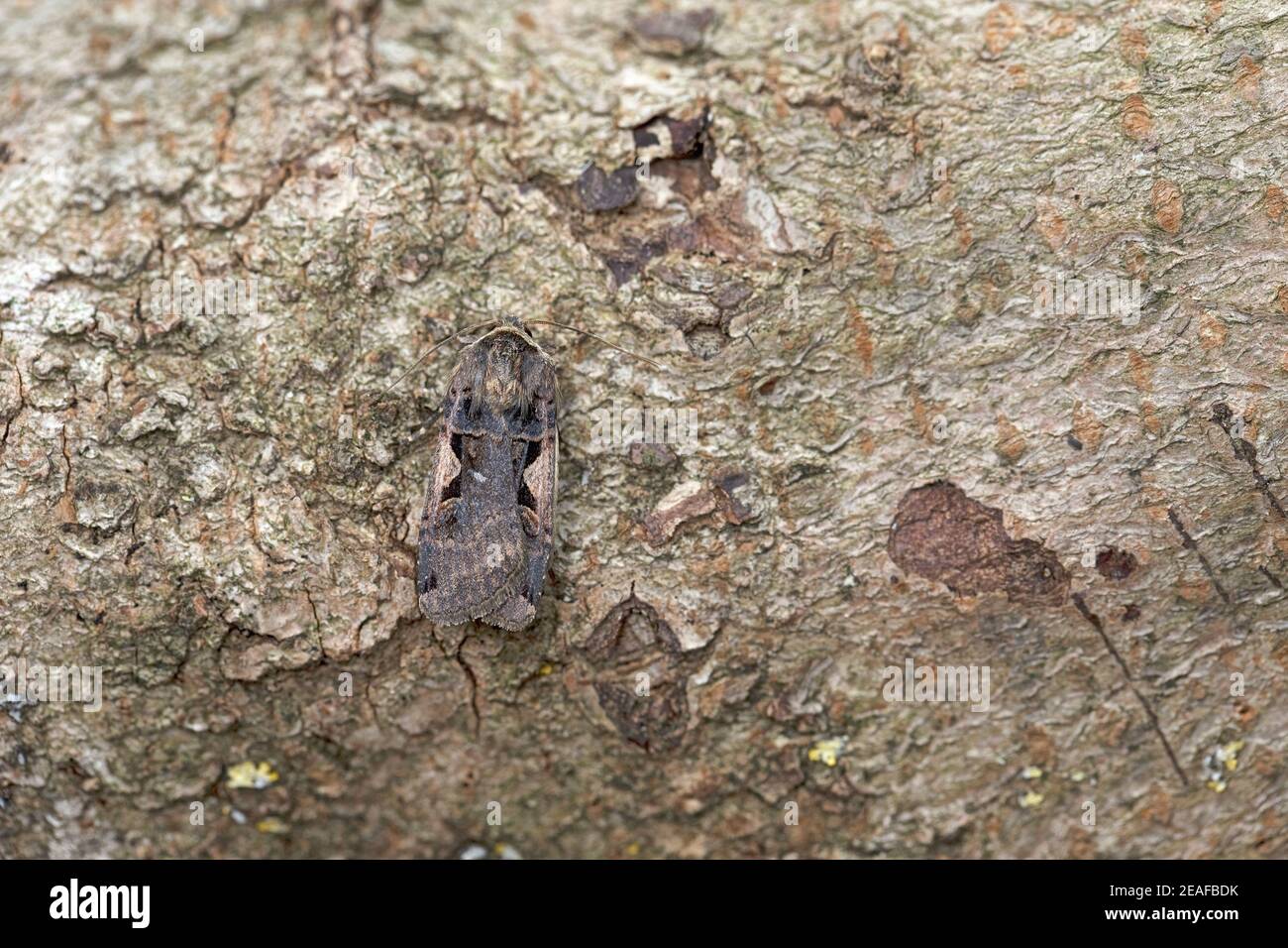 Setaceous Hebrew Character (Xestia c-nigrum) moth Stock Photo - Alamy