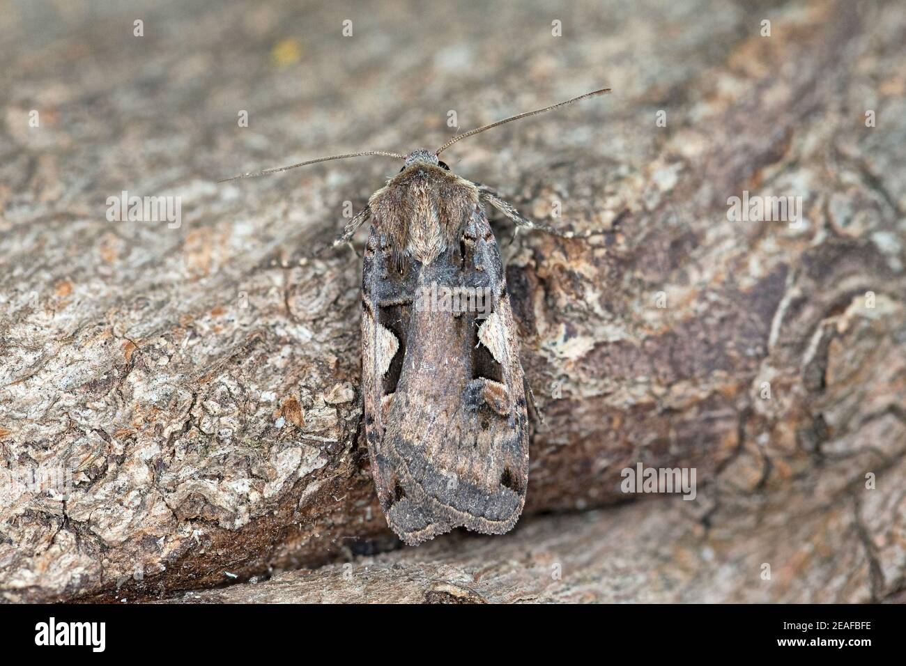 Setaceous Hebrew Character (Xestia c-nigrum) moth Stock Photo - Alamy