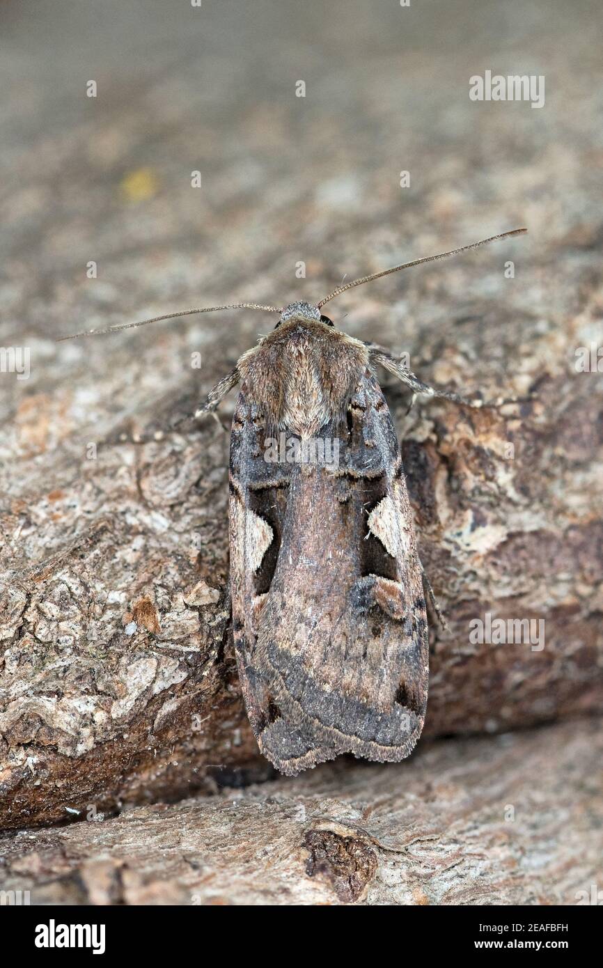 Setaceous hebrew characters hi-res stock photography and images - Alamy