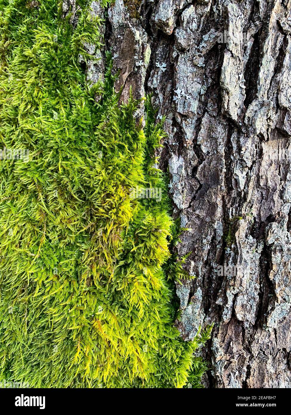 Fungal diseases, moss on bark and tree branches Stock Photo - Alamy