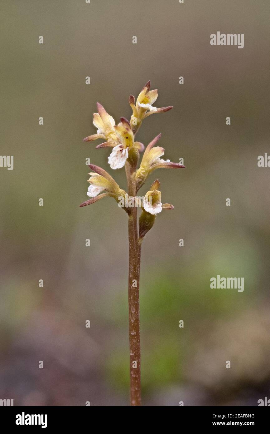 Corallorhiza hi-res stock photography and images - Alamy