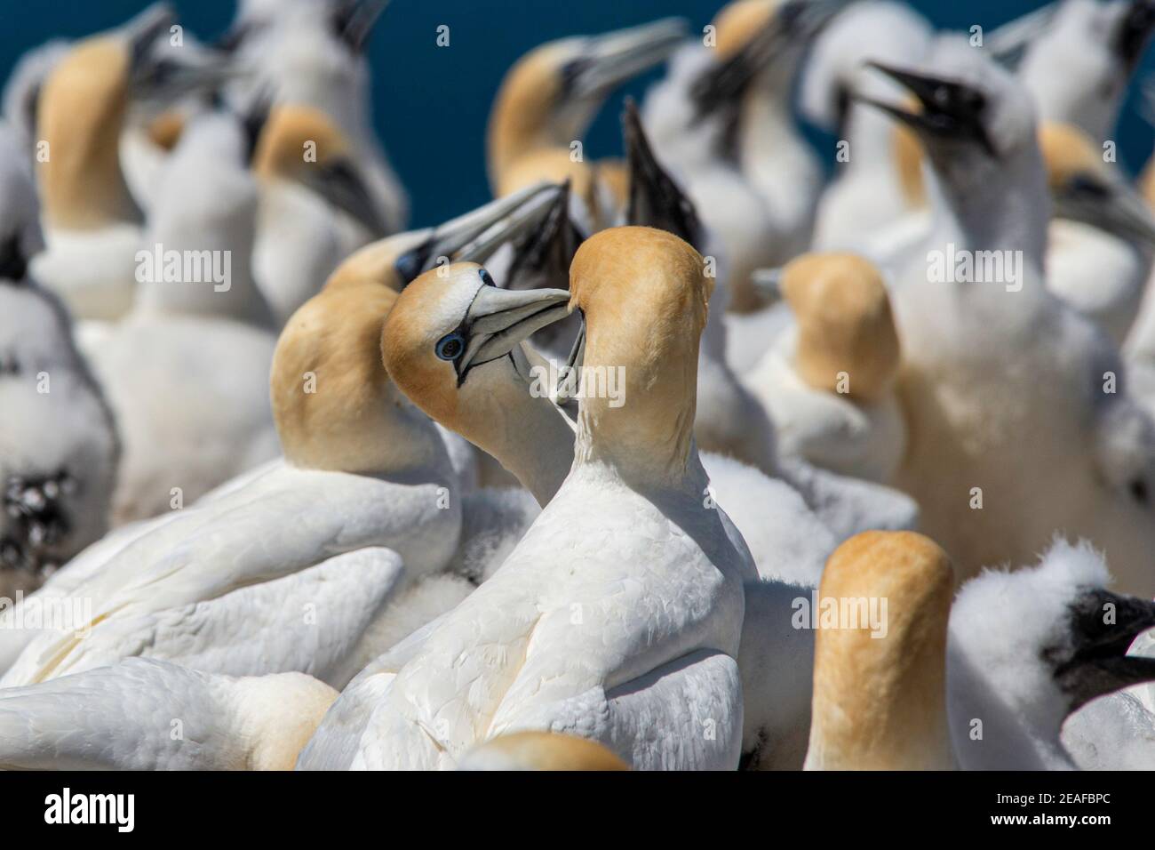 Preening gannet hi-res stock photography and images - Alamy