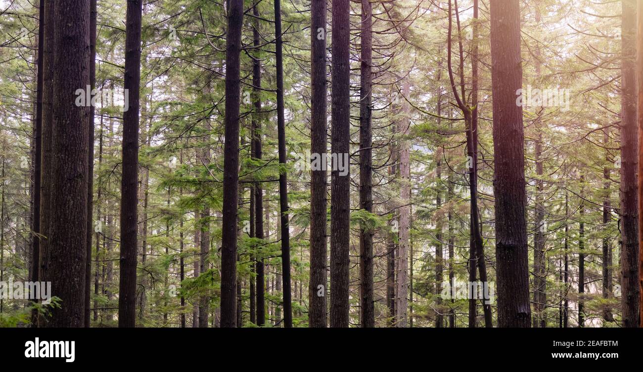 Canadian Forest View Stock Photo - Alamy