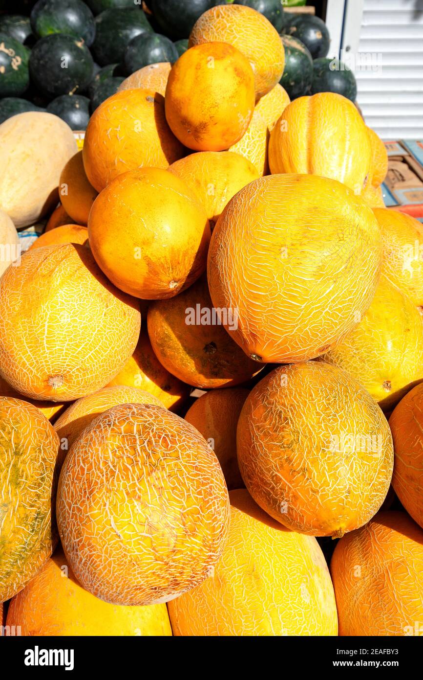 Sweet yellow melons on a market counter on a clear sunny day. A large ...