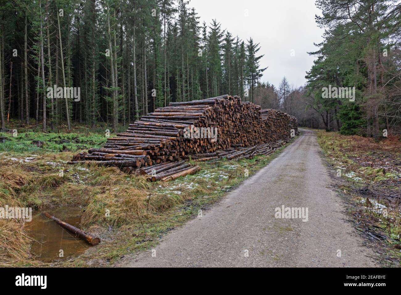 Track through a remote woodland forest in rural countryside landscape ...