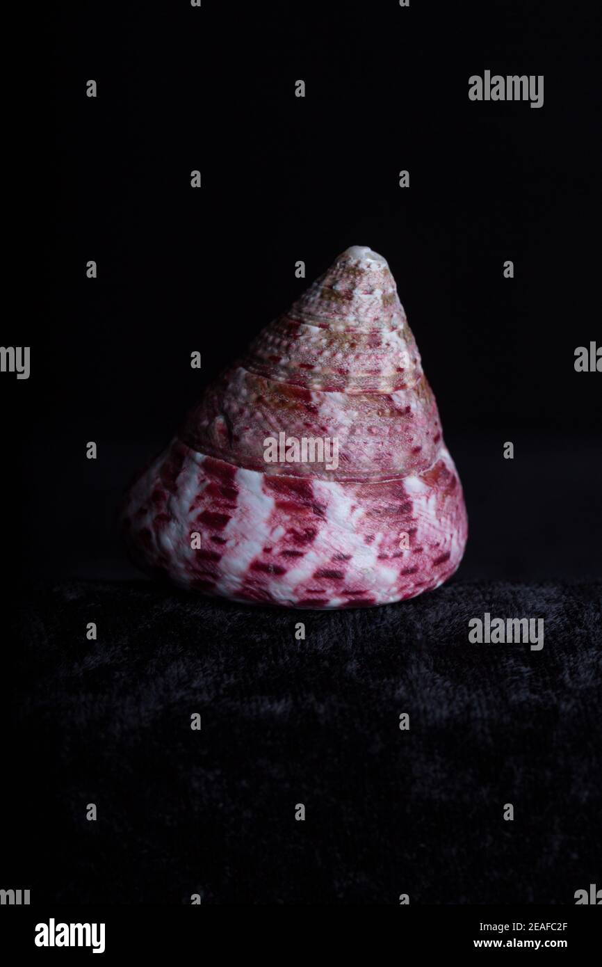 Seashell inner hi-res stock photography and images - Alamy