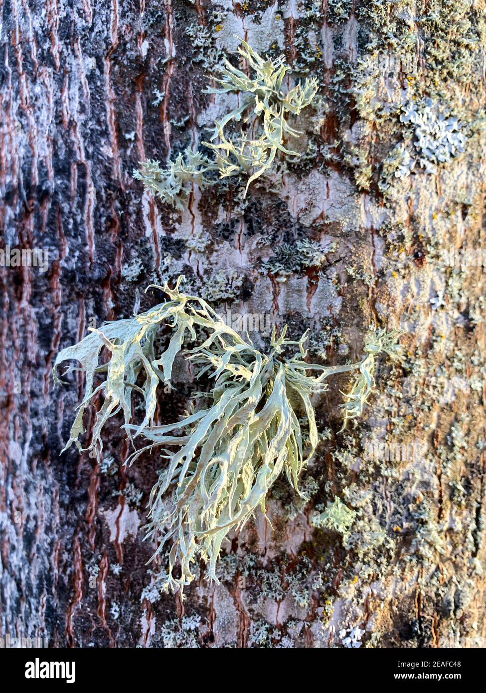 Fungal diseases, moss on bark and tree branches Stock Photo - Alamy