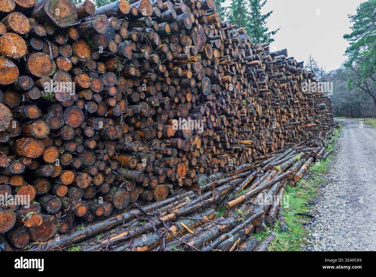 Track through a remote woodland forest in rural countryside landscape ...