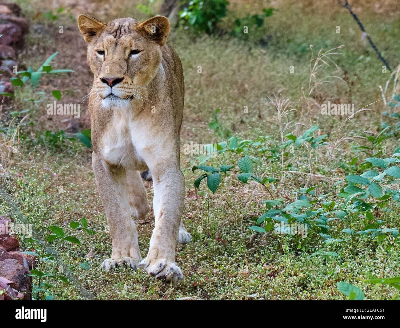 King of Jungle -- Asiatic Lion Stock Photo - Alamy
