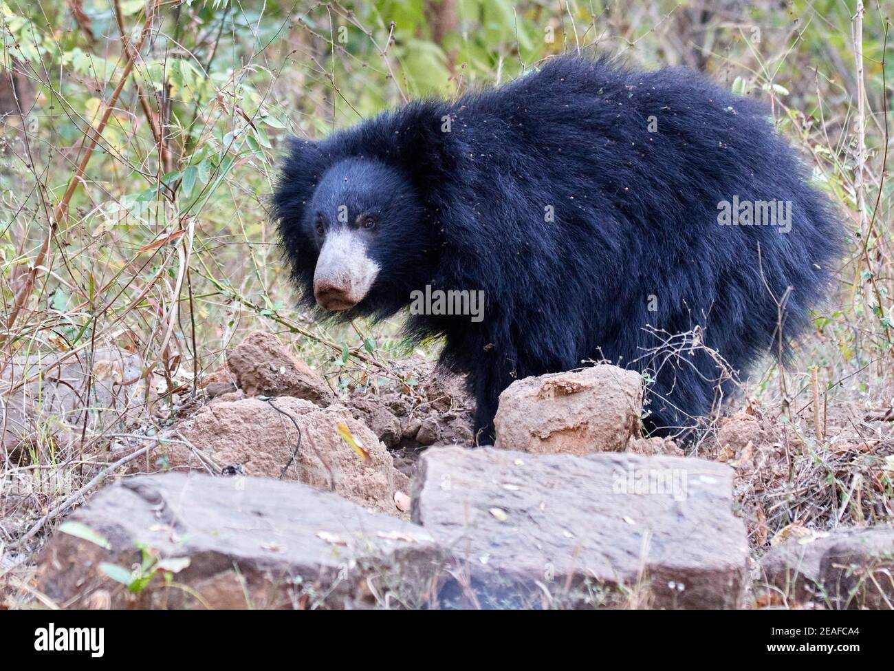 Features of insectivorous mammals hi-res stock photography and images ...
