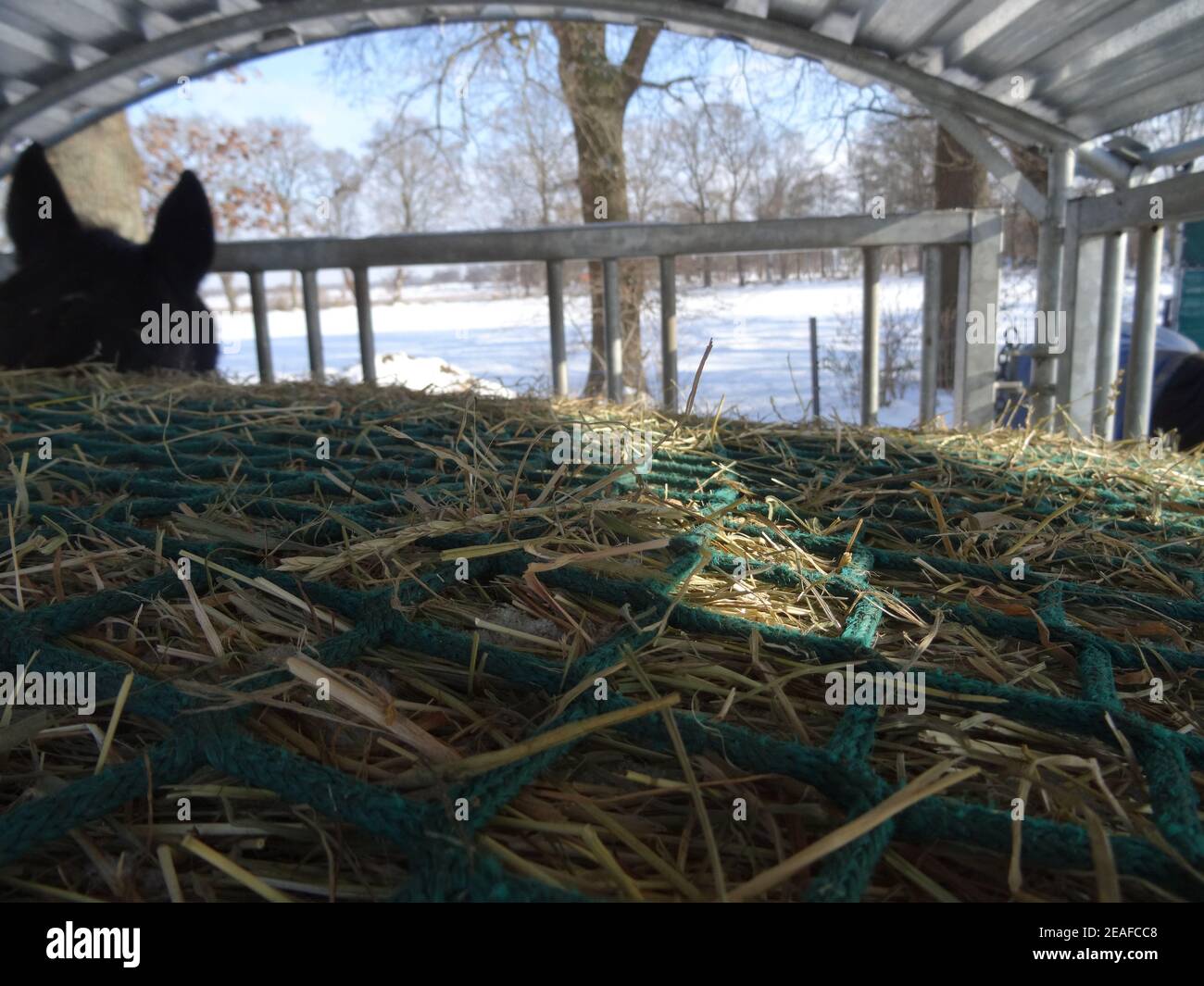 Side view of hay under a green net in the hay rack Stock Photo - Alamy