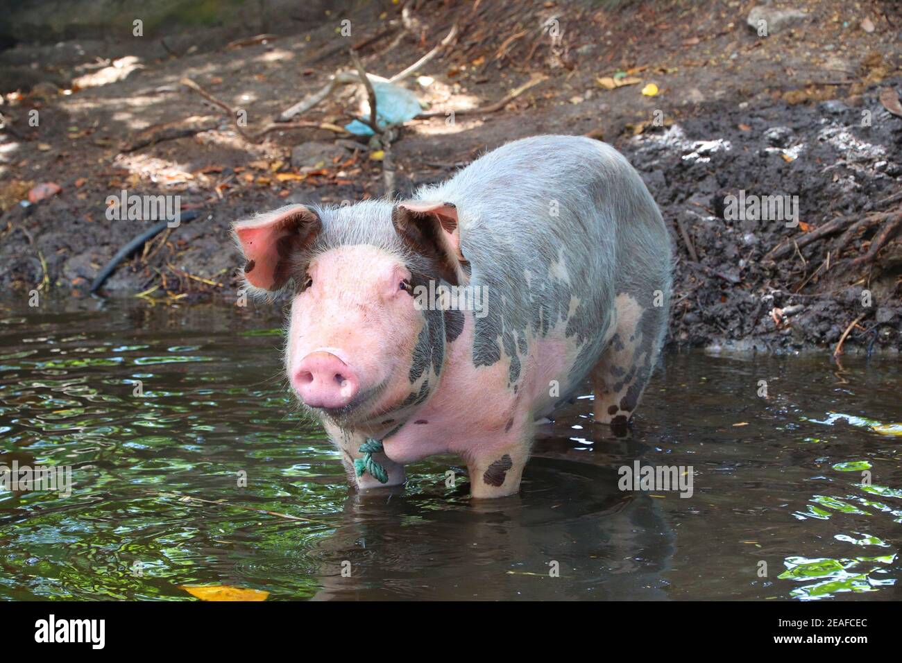 Happy pig in the mud. Local agriculture livestock in Guadeloupe Stock ...