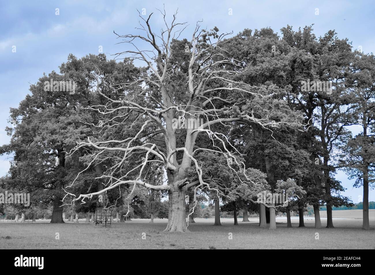 Dead wood: Standing grey dead and decaying tree Stock Photo - Alamy