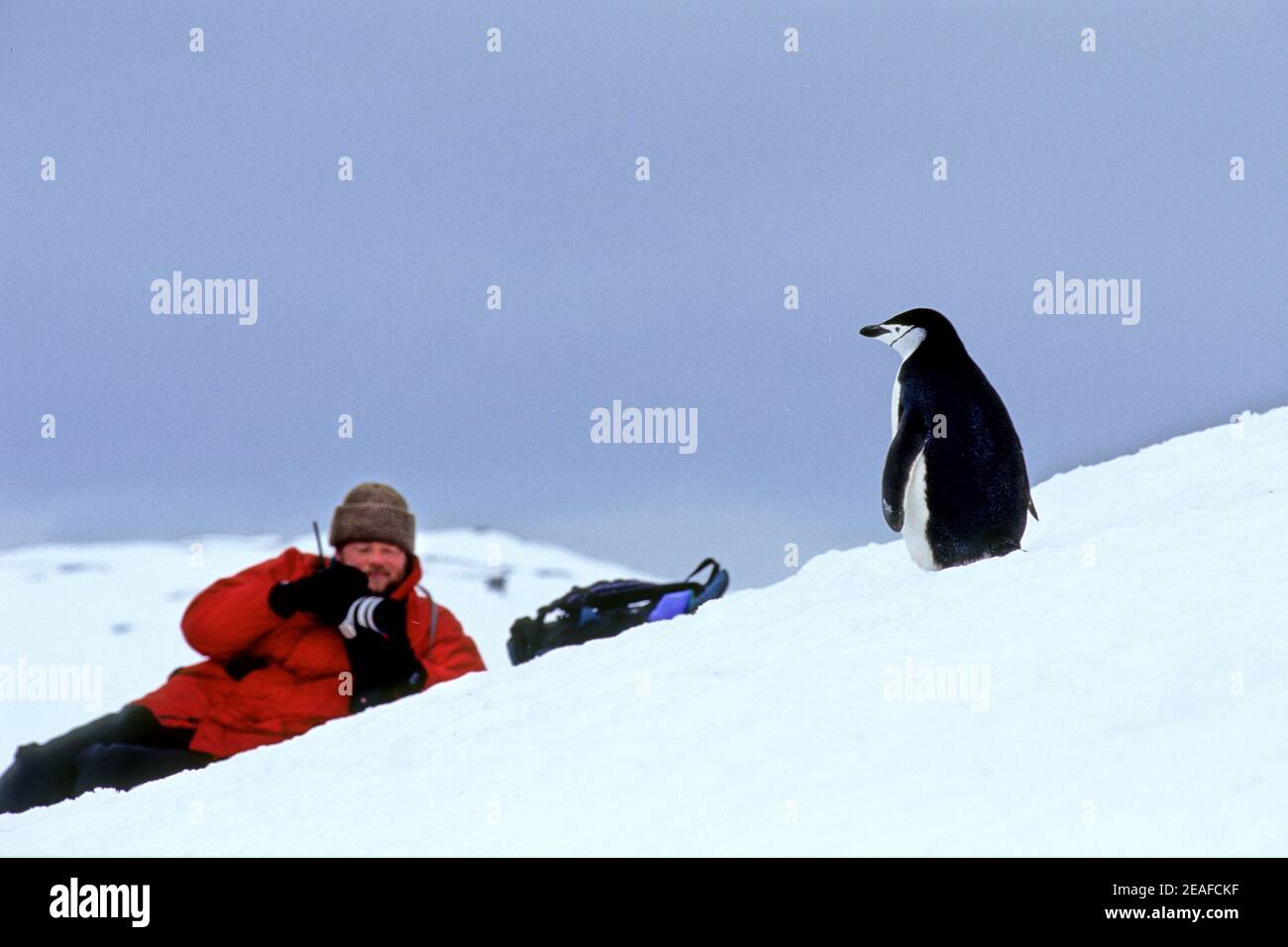 Man taking pictures of a Chin Strap penguin on the ice in Antarctica ...