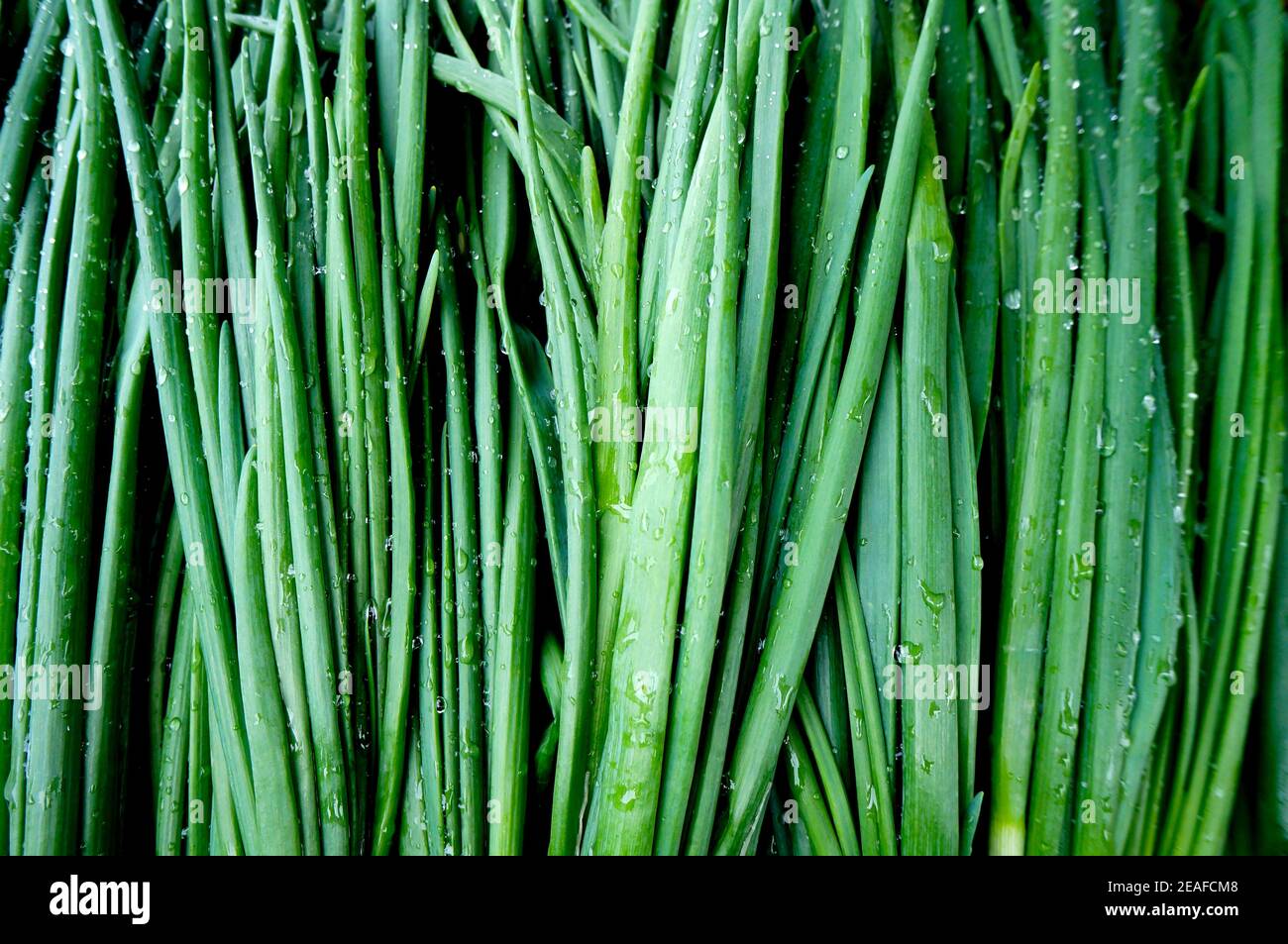 Sliced scallion spring onion green hi-res stock photography and images ...