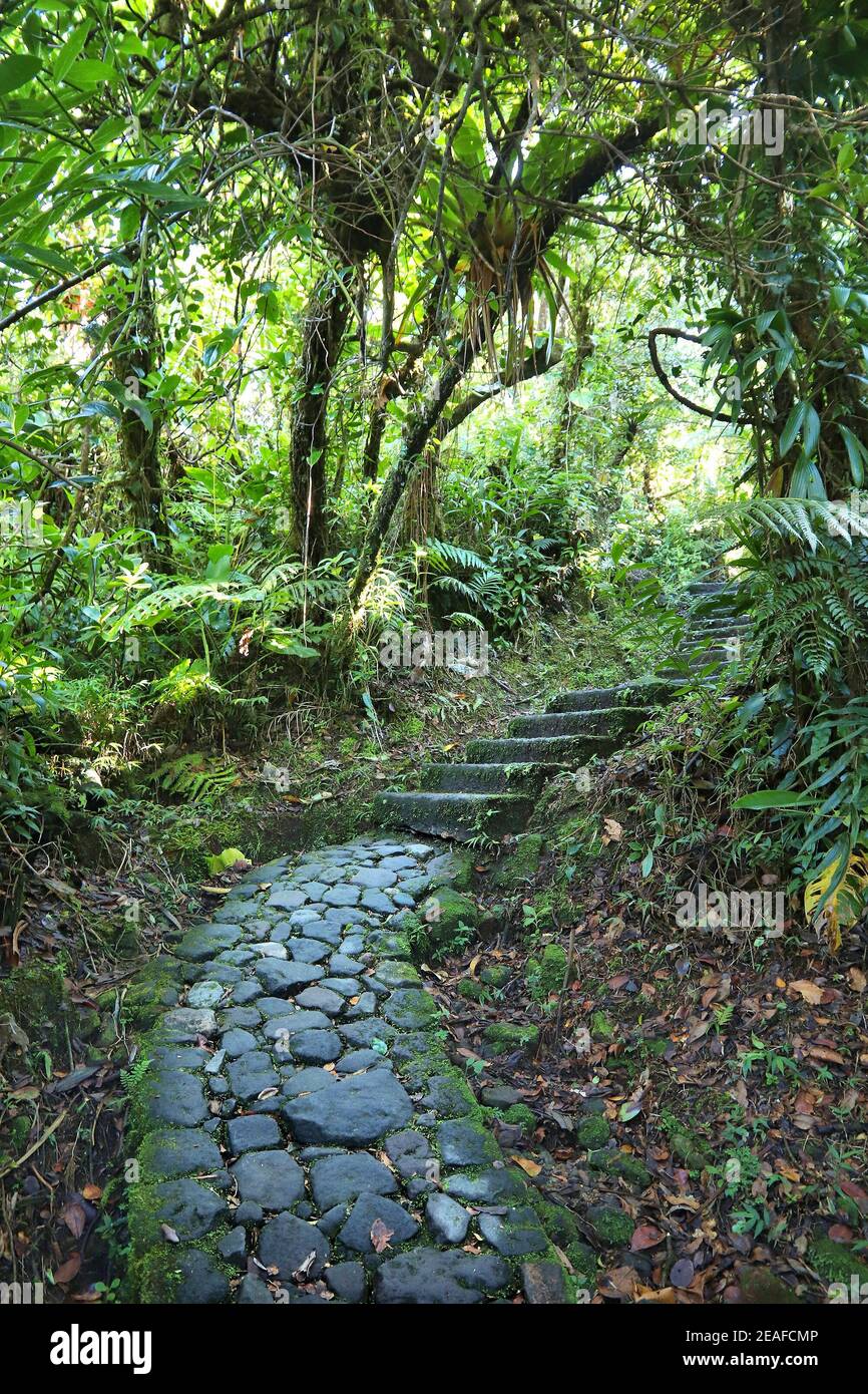 Volcano La Soufriere rainforest hiking trail in Guadeloupe. Green ...