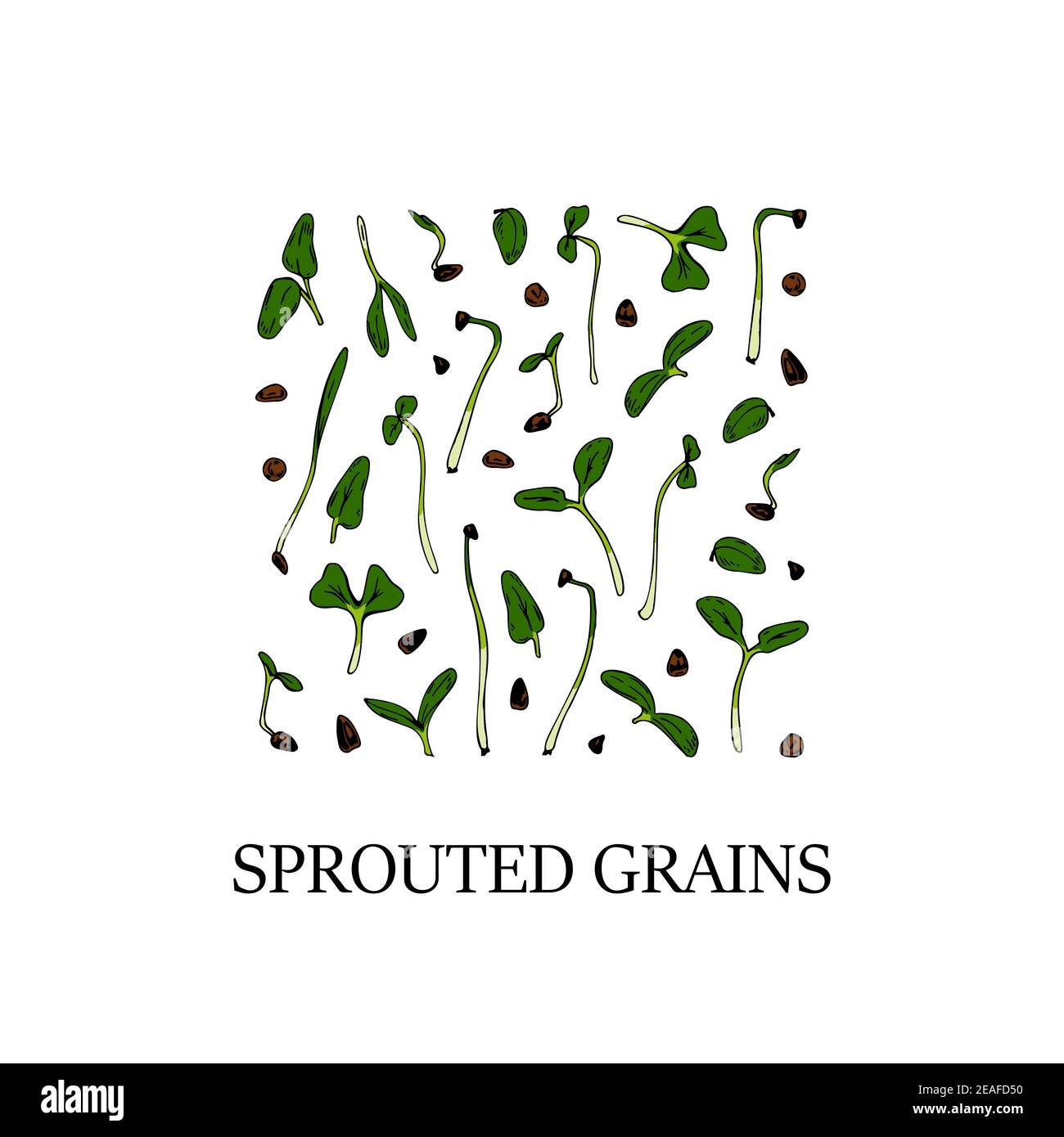 Hand drawn horizontal sprouted grains design. Healthy vegetarian and ...