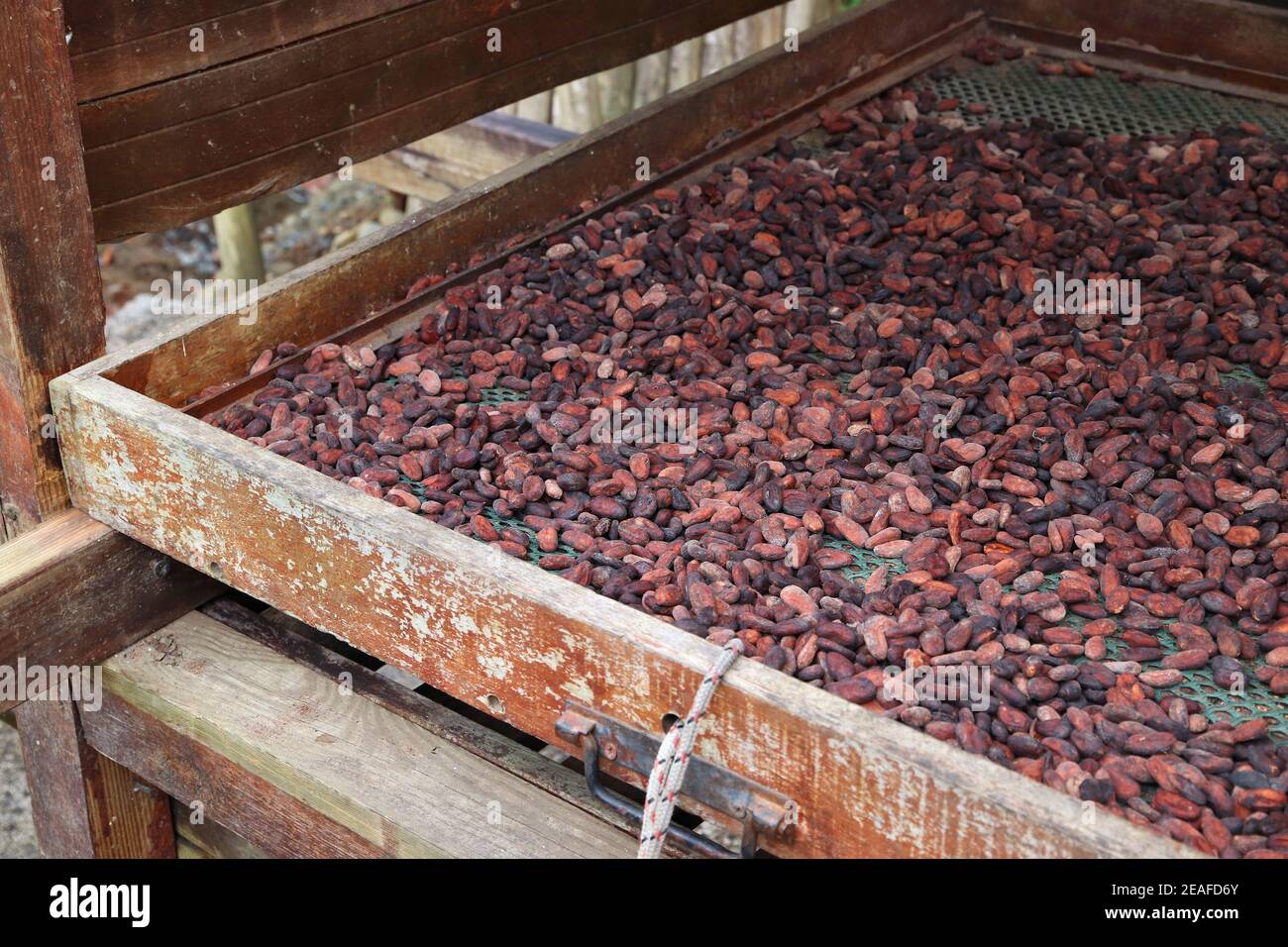 Chocolate industry in Caribbean island of Guadeloupe. Air drying cocoa ...