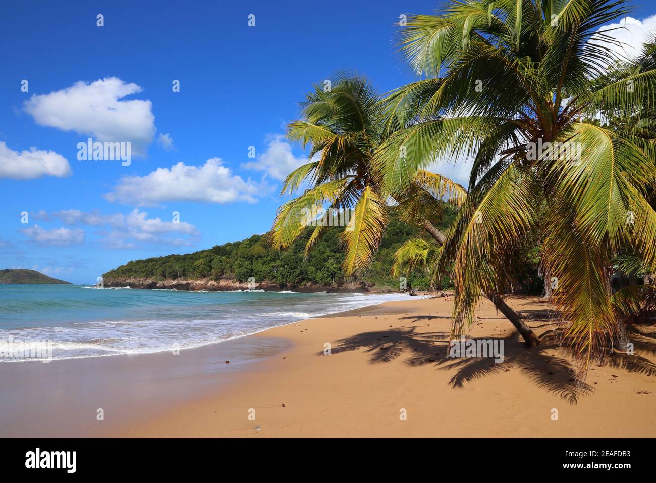 Guadeloupe sandy beach. Caribbean vacation landscape. Perle Beach ...