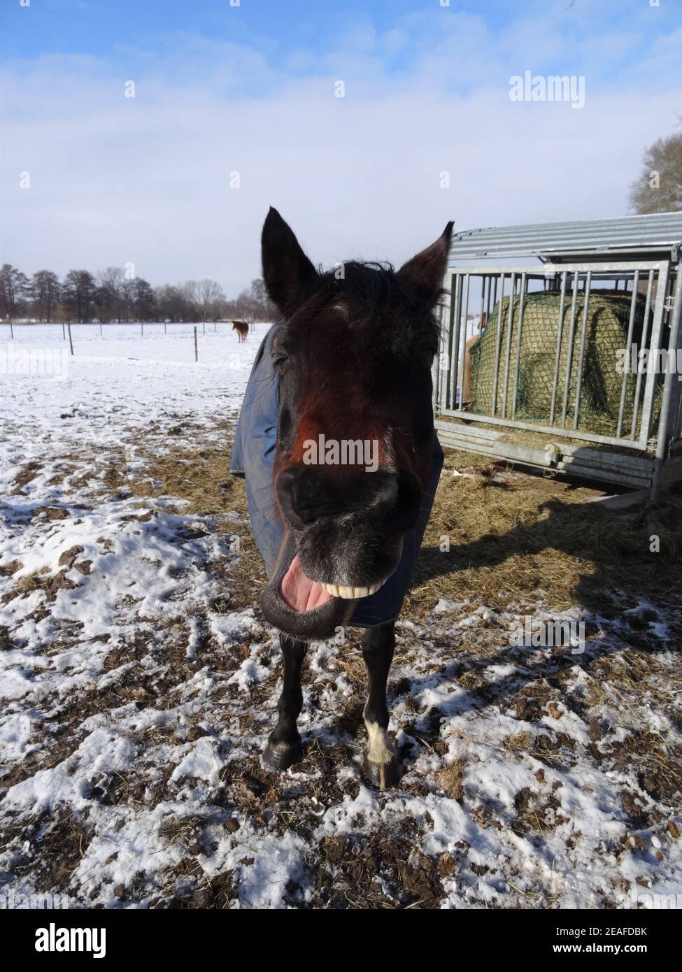 Big head horse hi-res stock photography and images - Alamy