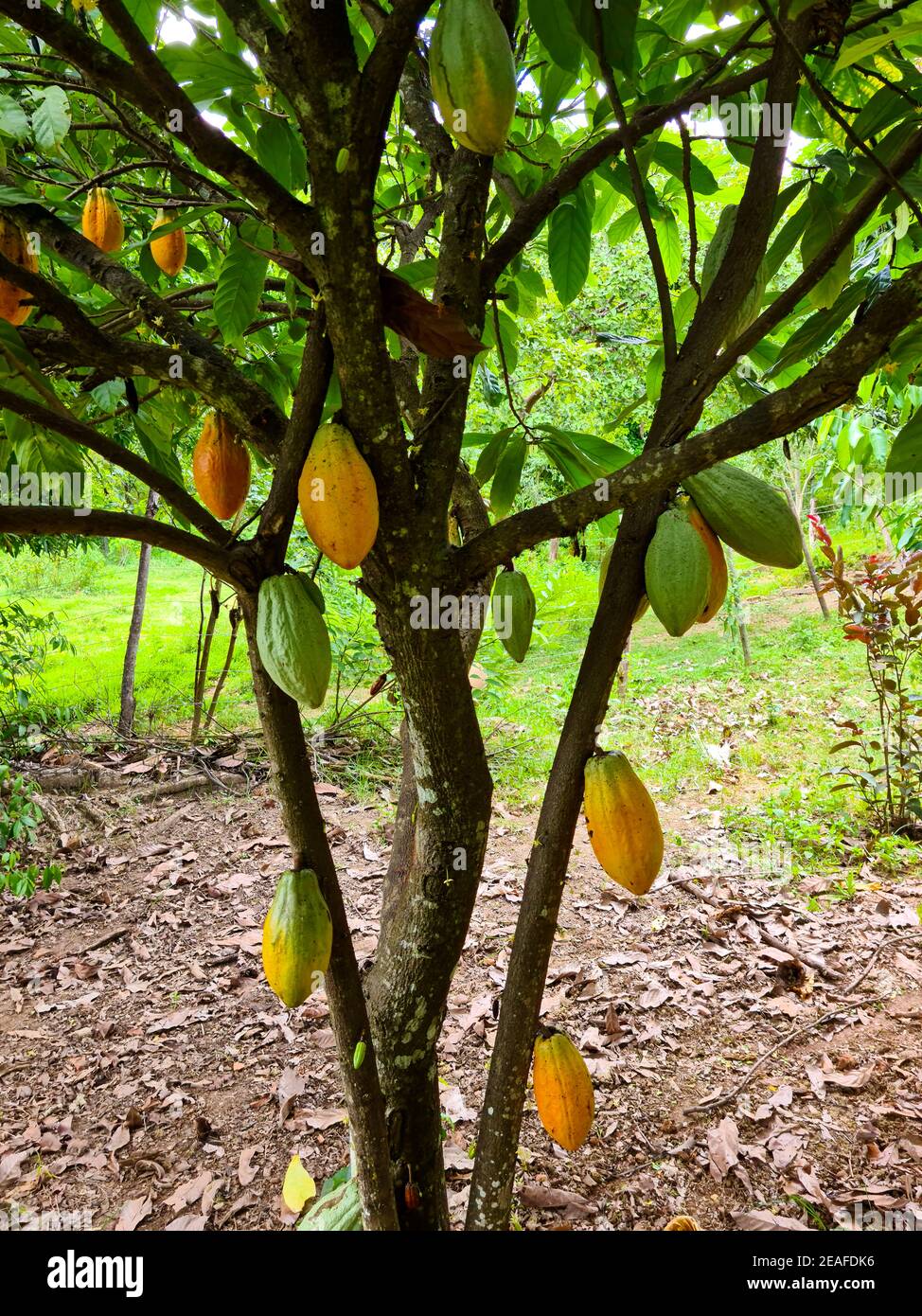 Cocoa plantation brazil hi-res stock photography and images - Alamy