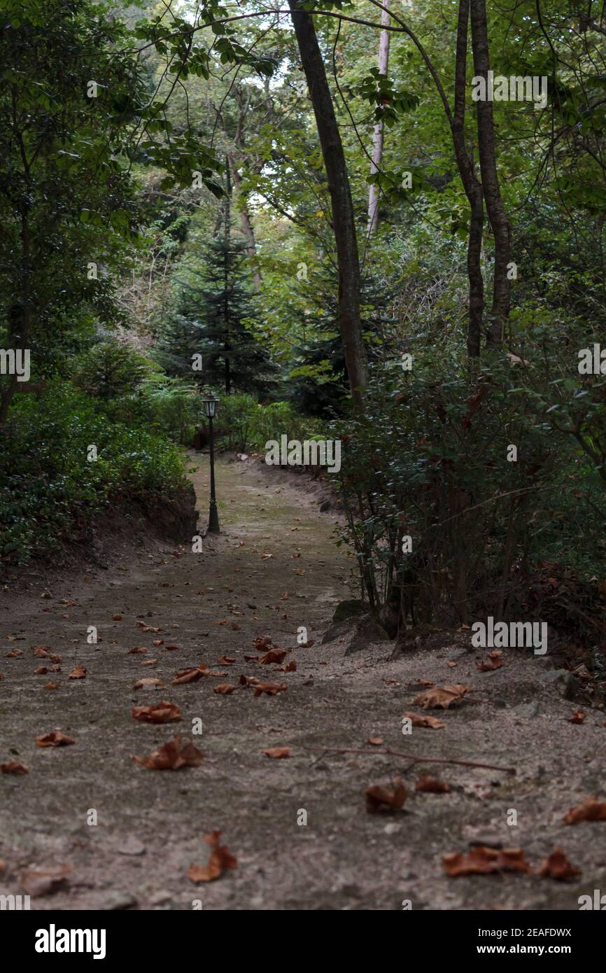 Pathway on park with trees, street light and autumn fallen leaves. No ...