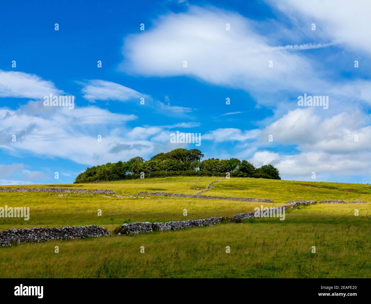 Trees at Minninglow a neolithic prehistoric burial ground near Parwich ...