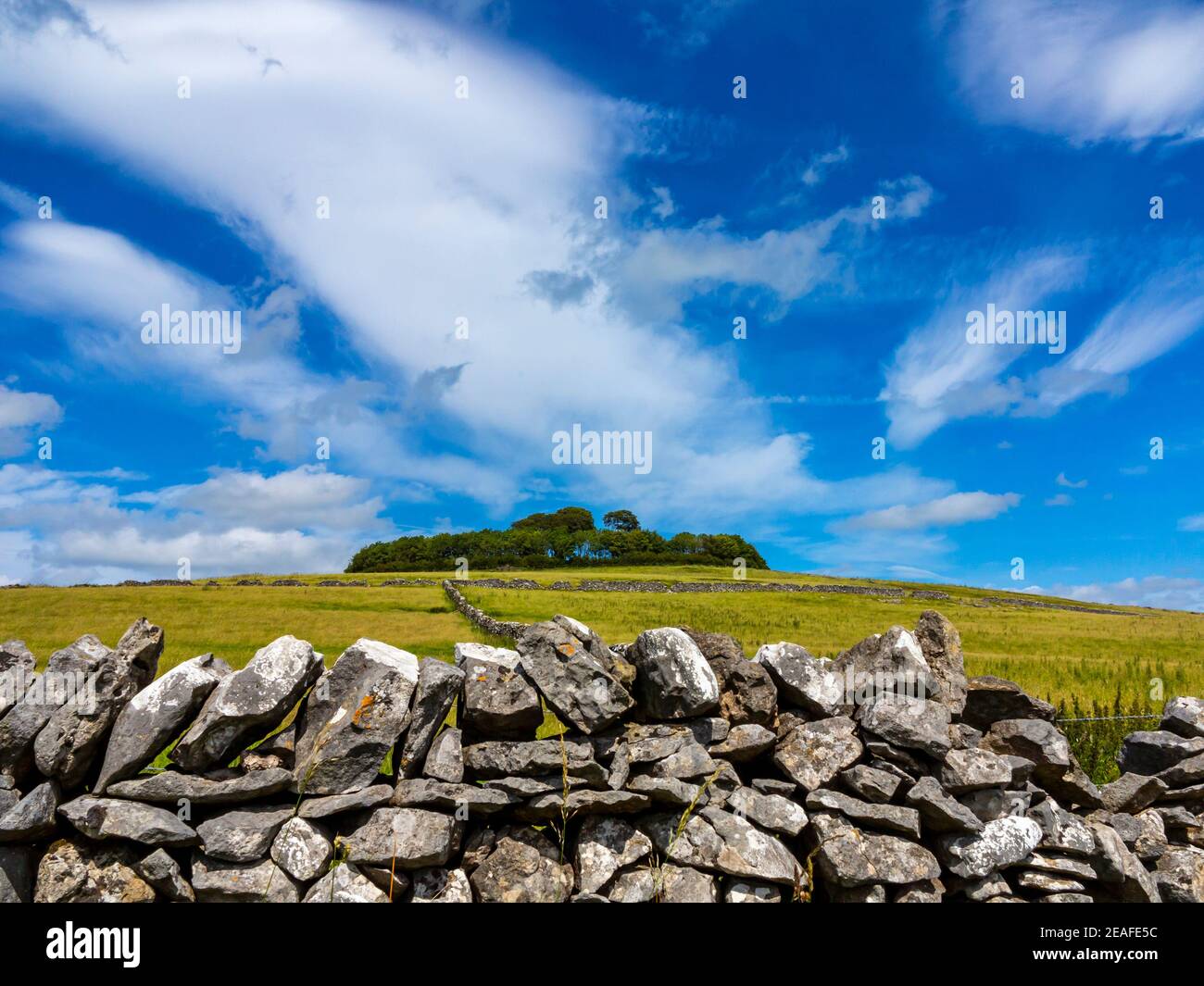 Drystone wall and trees at Minninglow a neolithic prehistoric burial ...