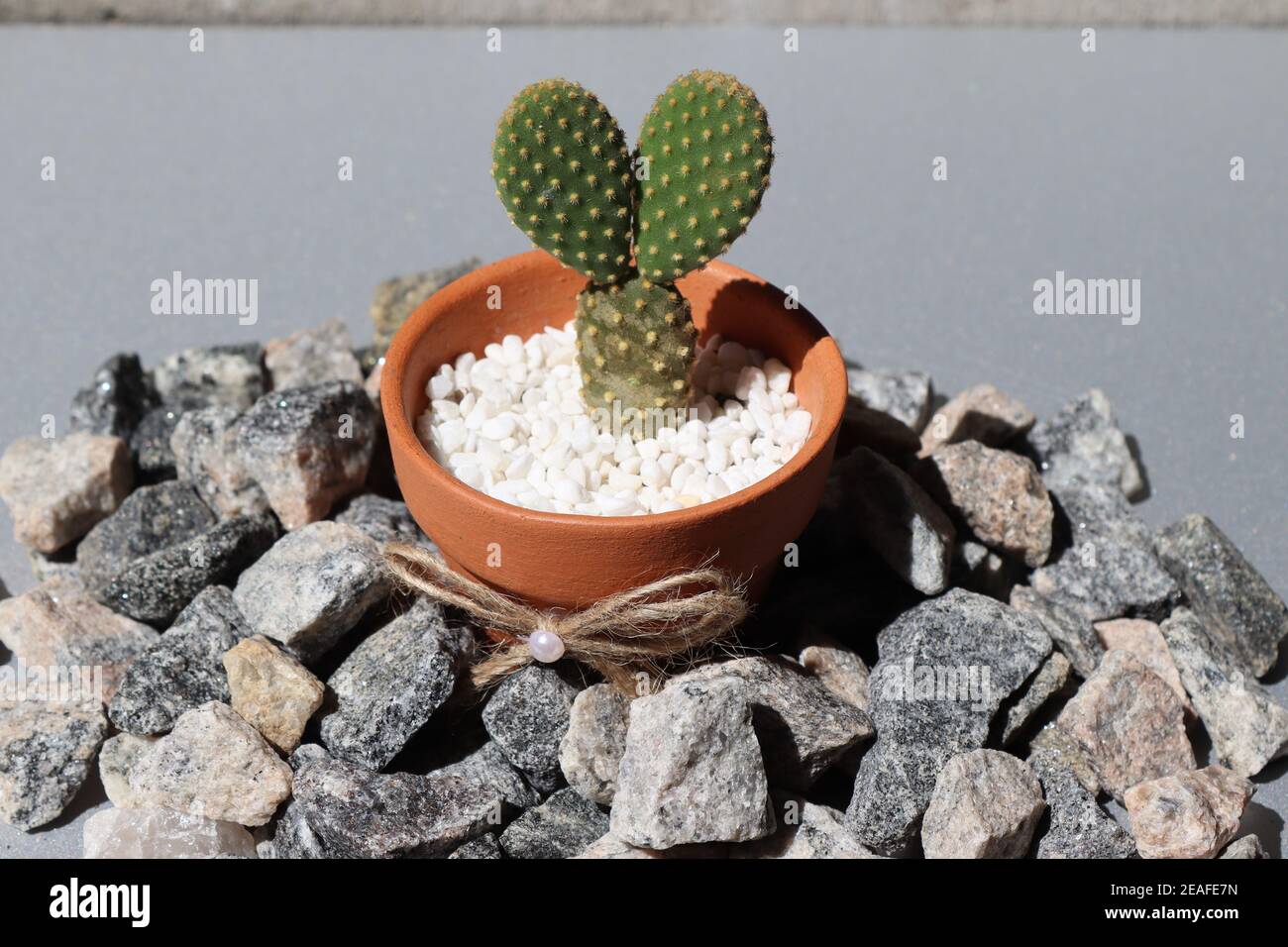 This small cactus tree with two leaves standing in front of various ...
