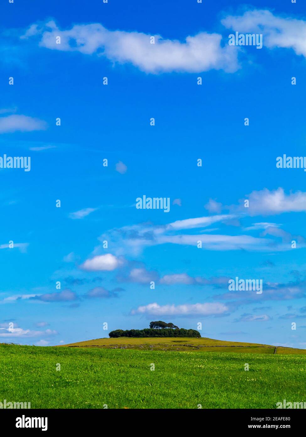 Trees at Minninglow a neolithic prehistoric burial ground near Parwich ...