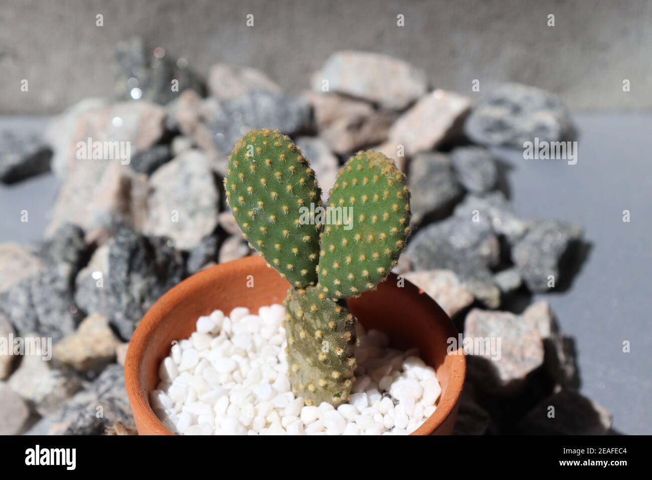 This small cactus tree with two leaves standing in front of various ...