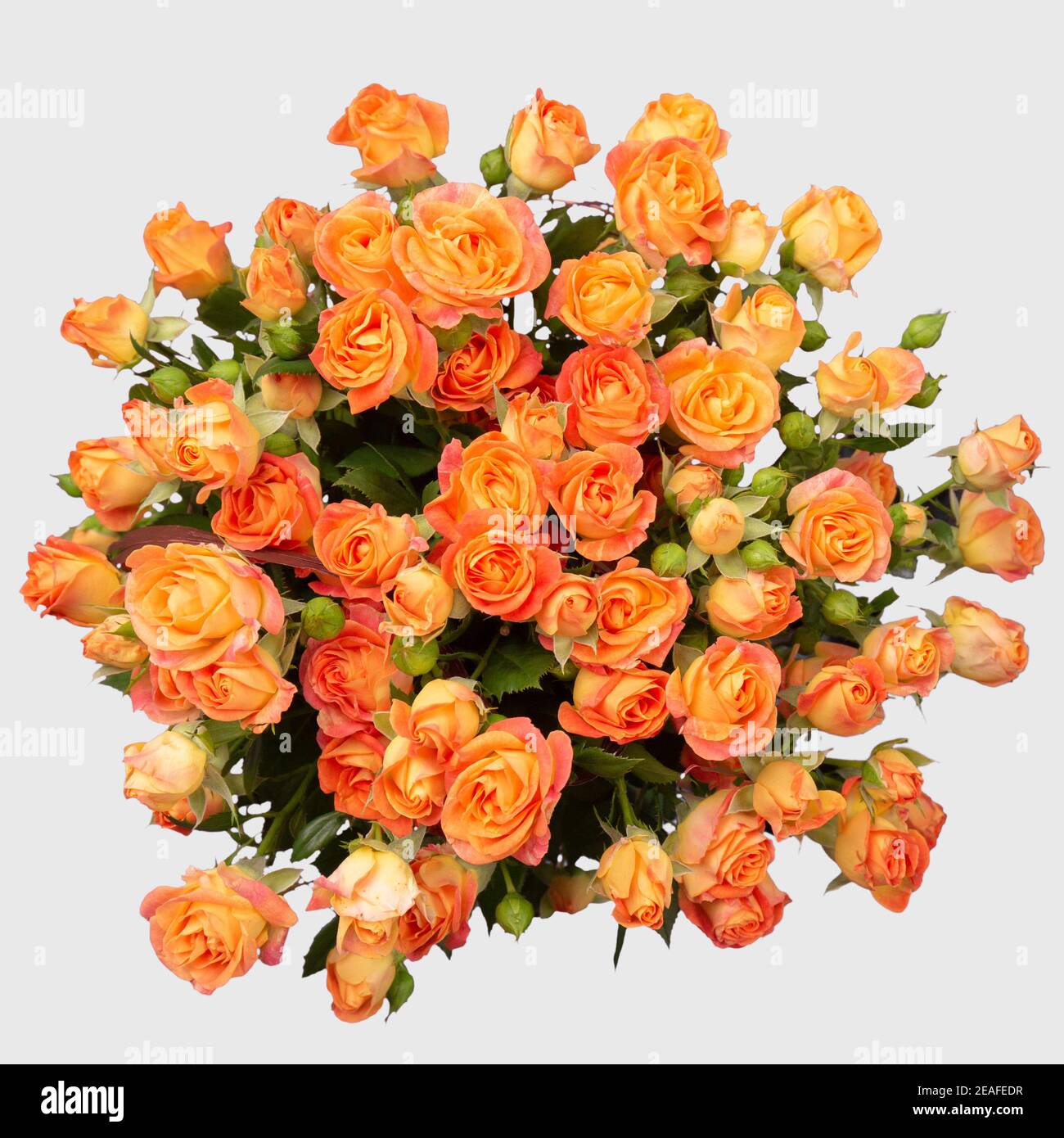 Bunch of a beautiful light orange tea roses Stock Photo - Alamy