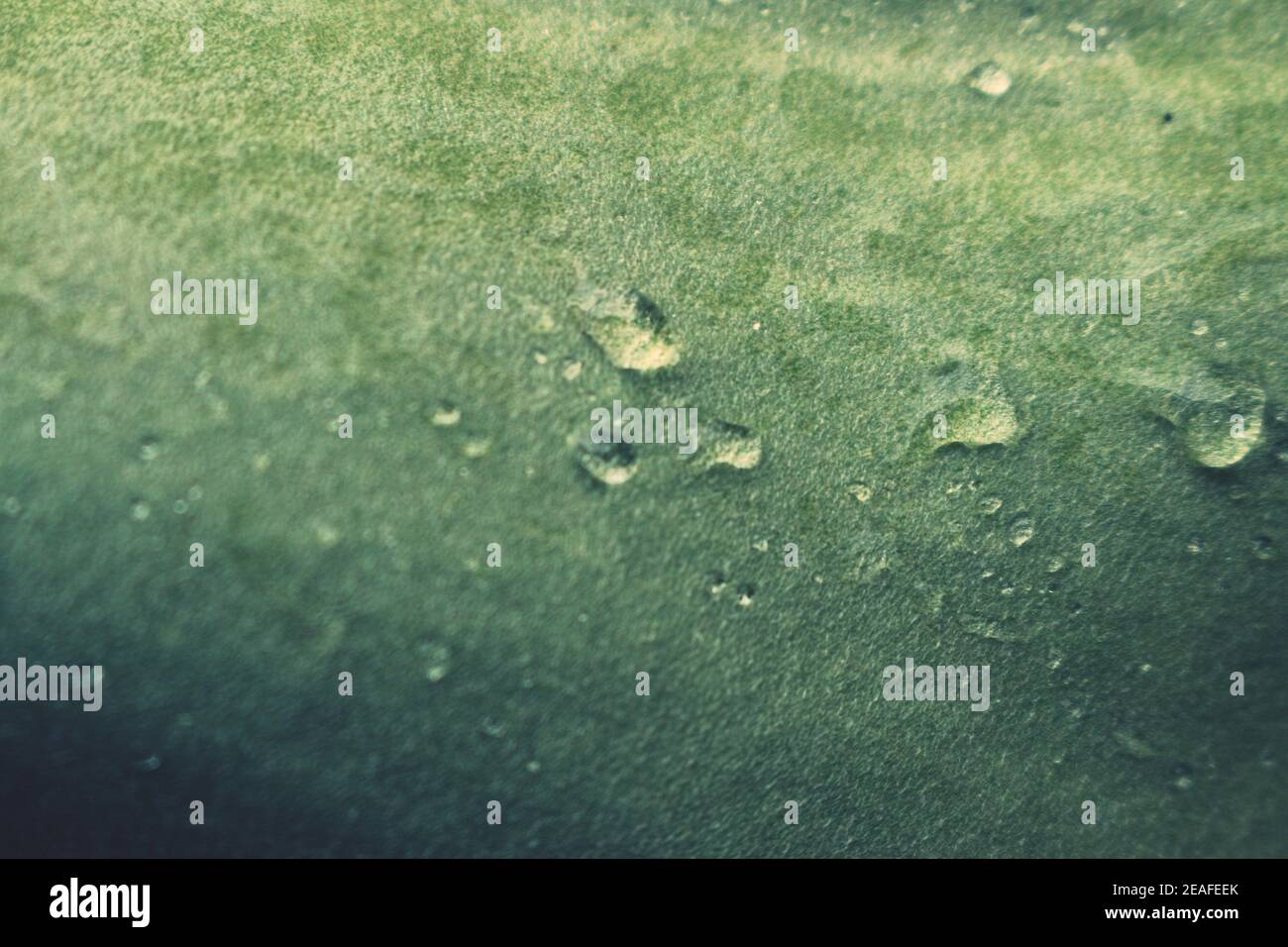 Rain drops on green leaf in full frame macro closeup for backgrounds ...
