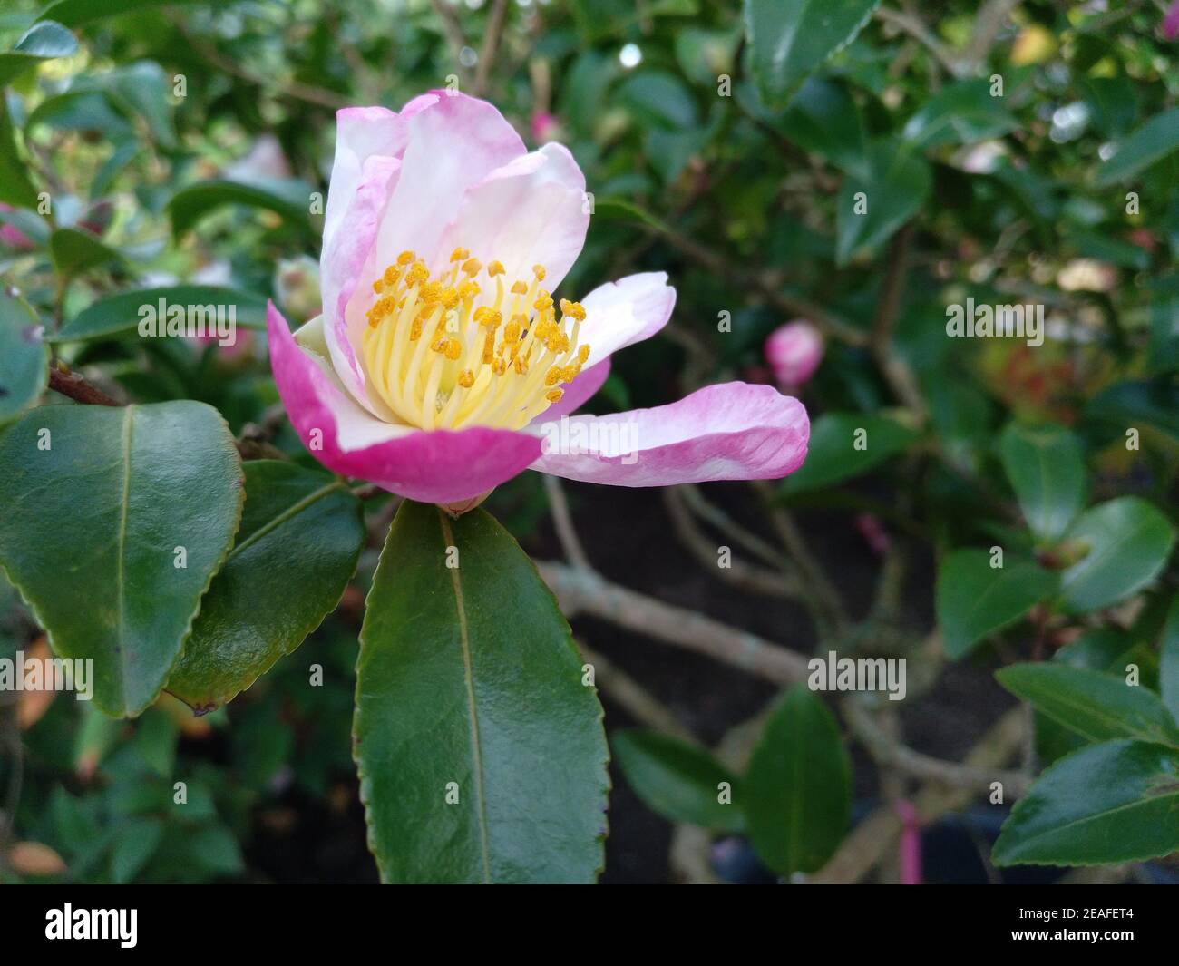 Camellia tree hi-res stock photography and images - Alamy