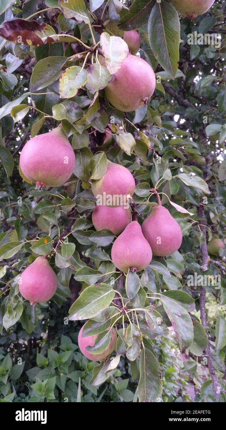 Ripes hi-res stock photography and images - Alamy