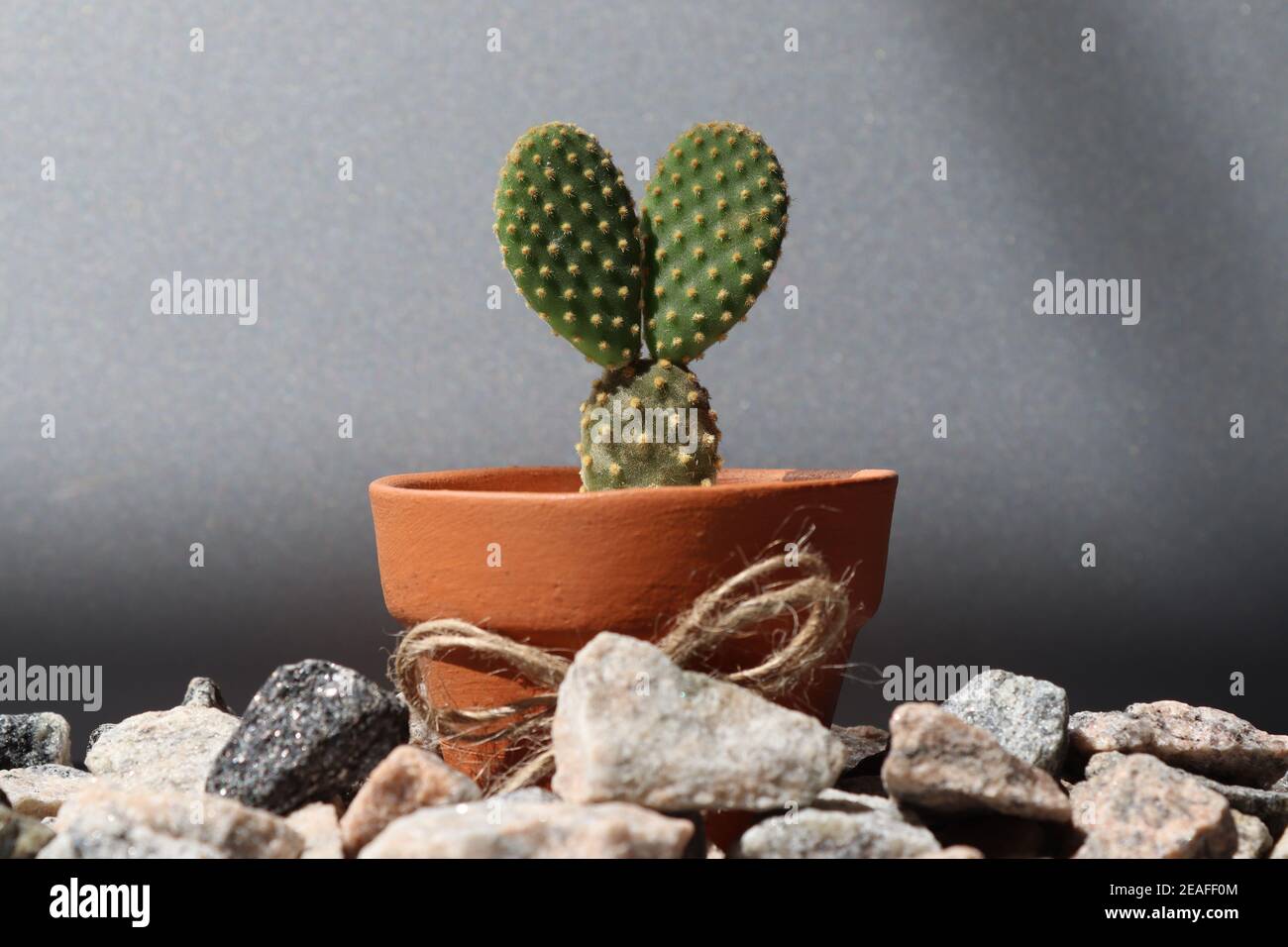 This small cactus tree with two leaves standing in front of various ...