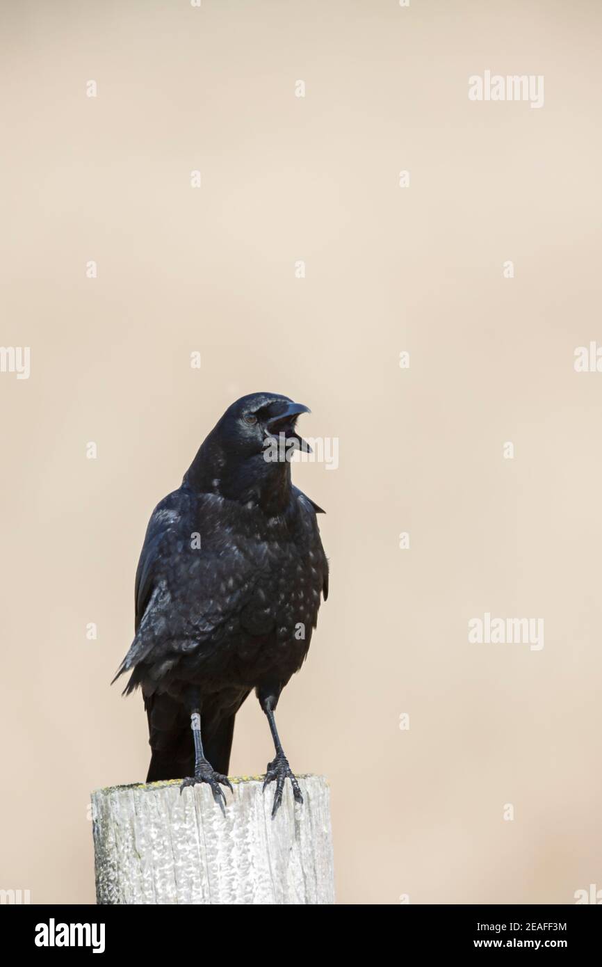 American crow fence post calling hi-res stock photography and images ...