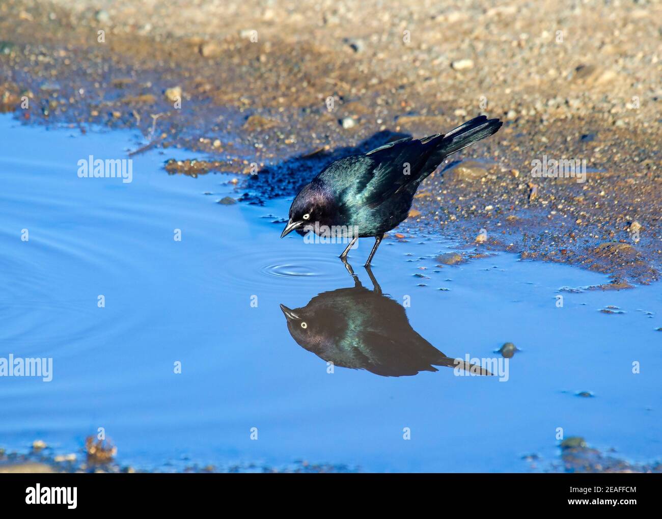 Male reflection hi-res stock photography and images - Alamy