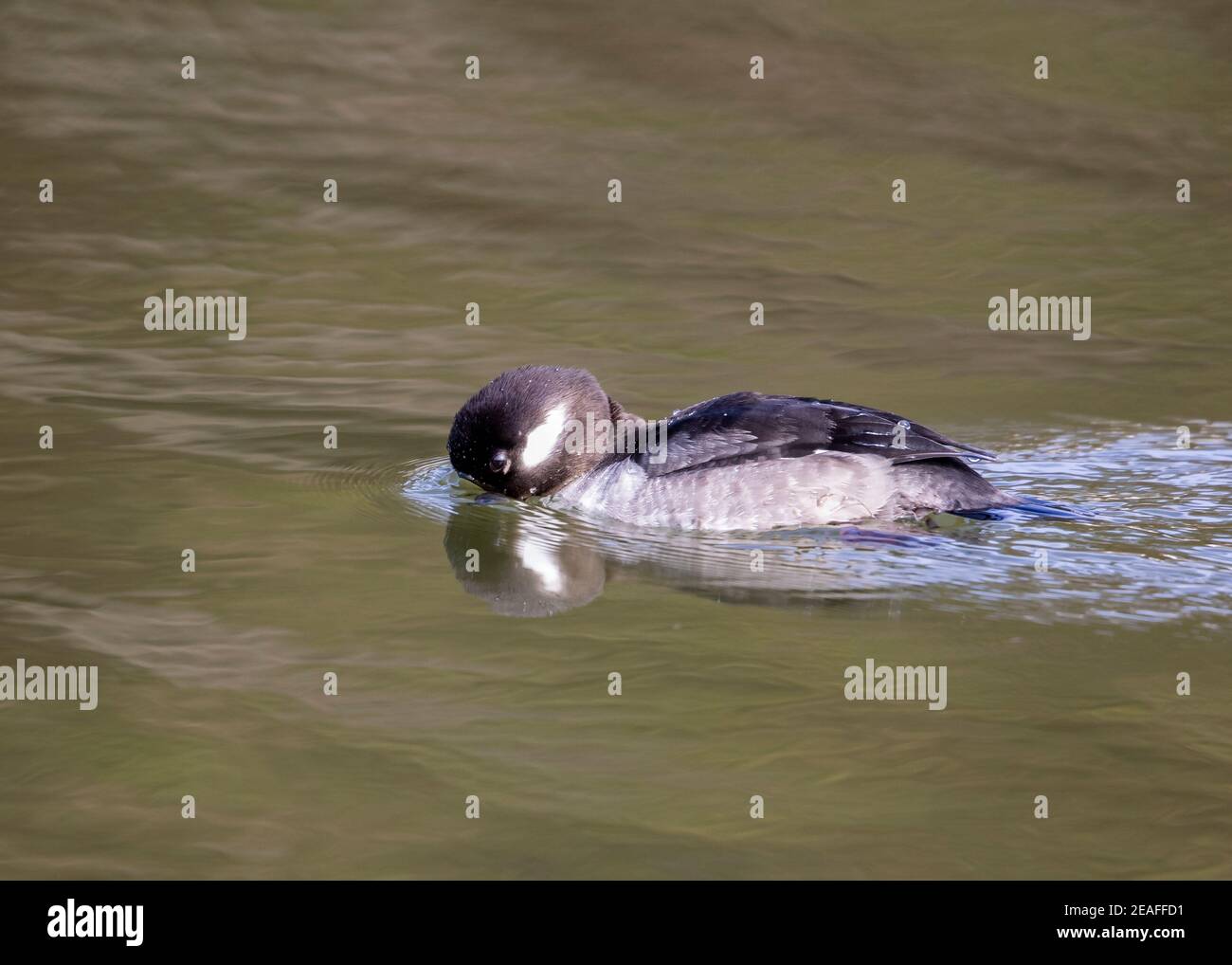 Female bufflehead hi-res stock photography and images - Alamy