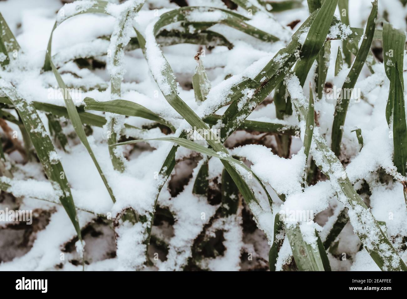 Grass covered by snow in winter Stock Photo - Alamy