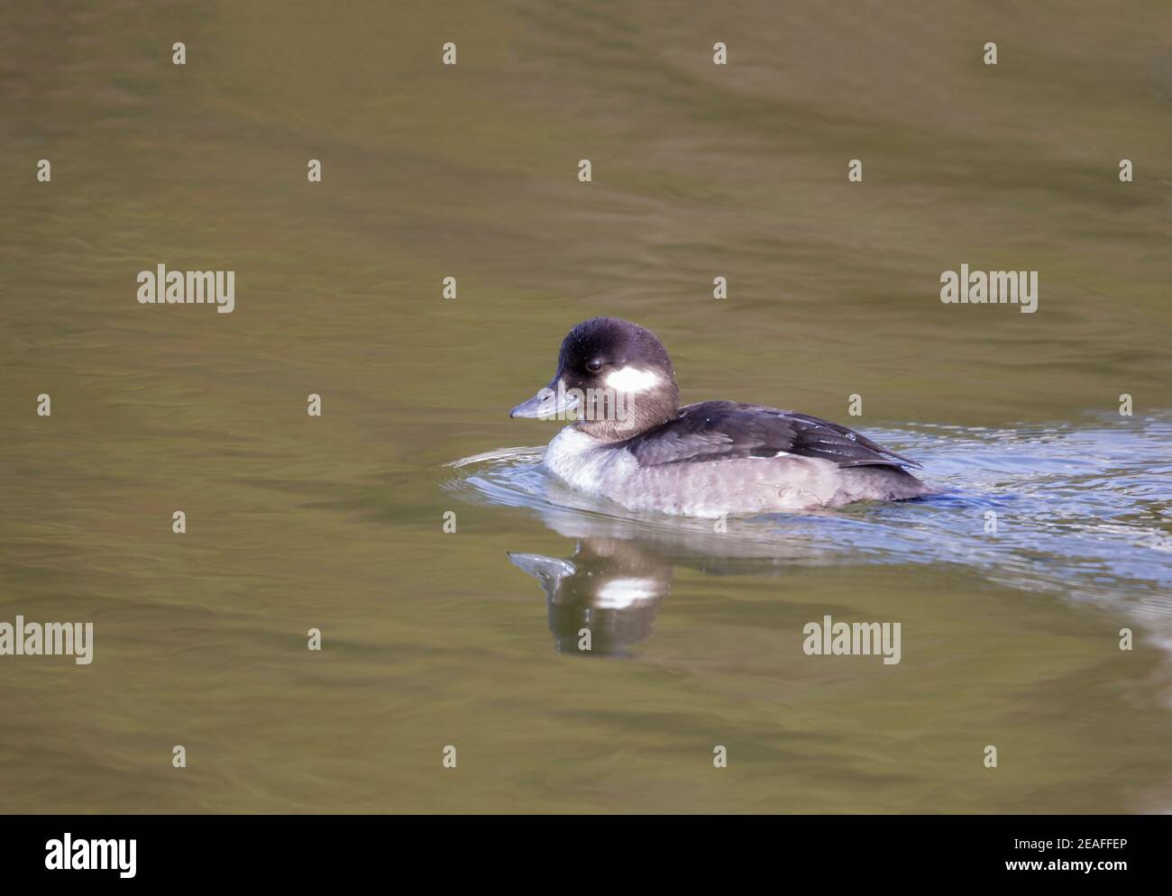 Female bufflehead hi-res stock photography and images - Alamy