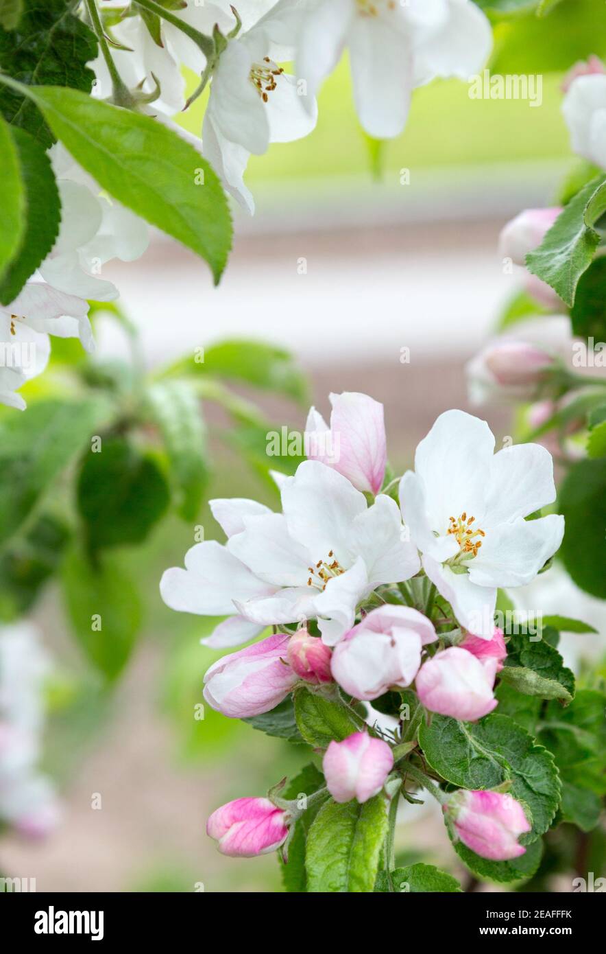 Blossom apple tree in spring time. Blooming apple as nature background ...