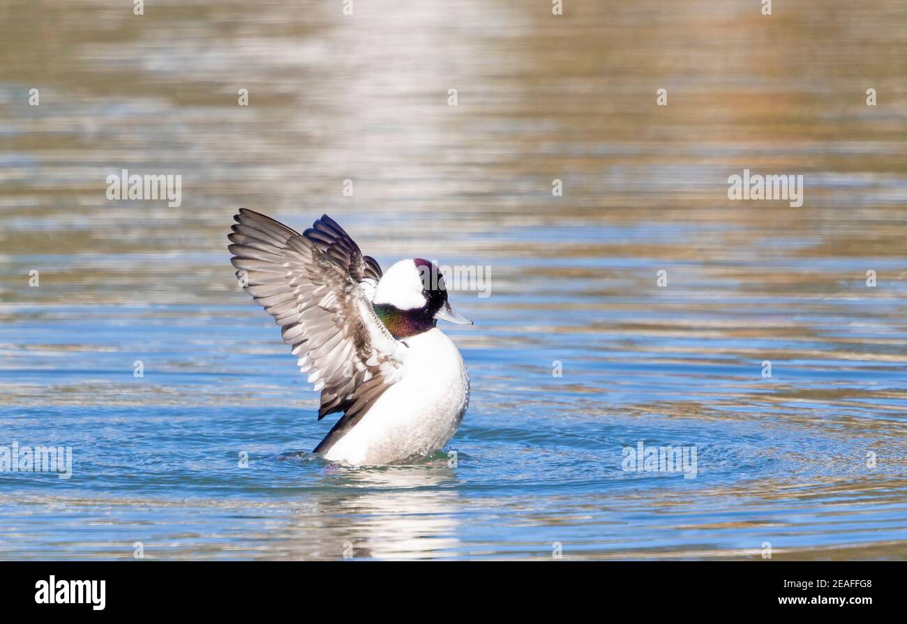 Bufflehead male flapping wings hi-res stock photography and images - Alamy
