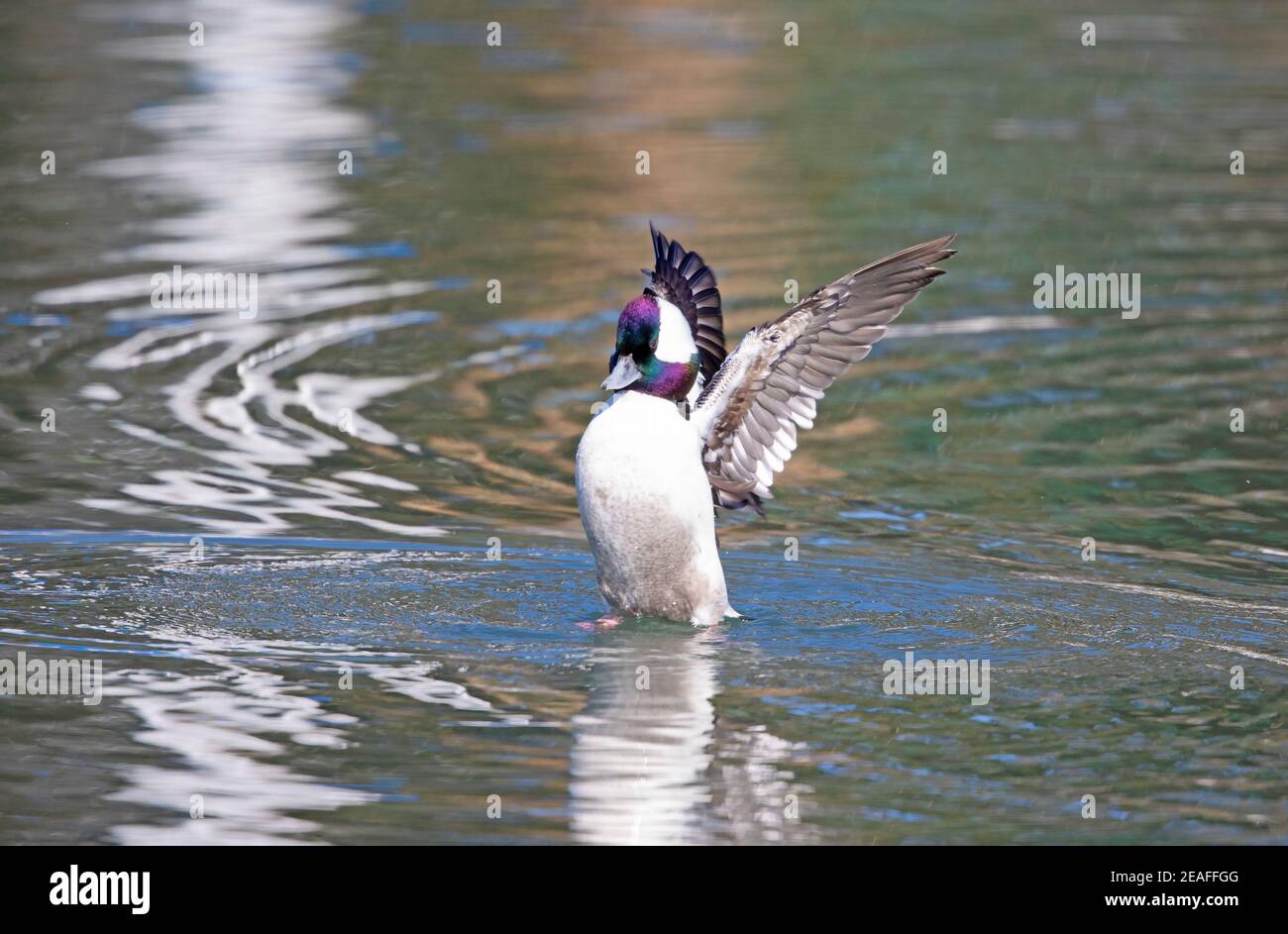 Bufflehead Male Flapping Wings High Resolution Stock Photography and ...