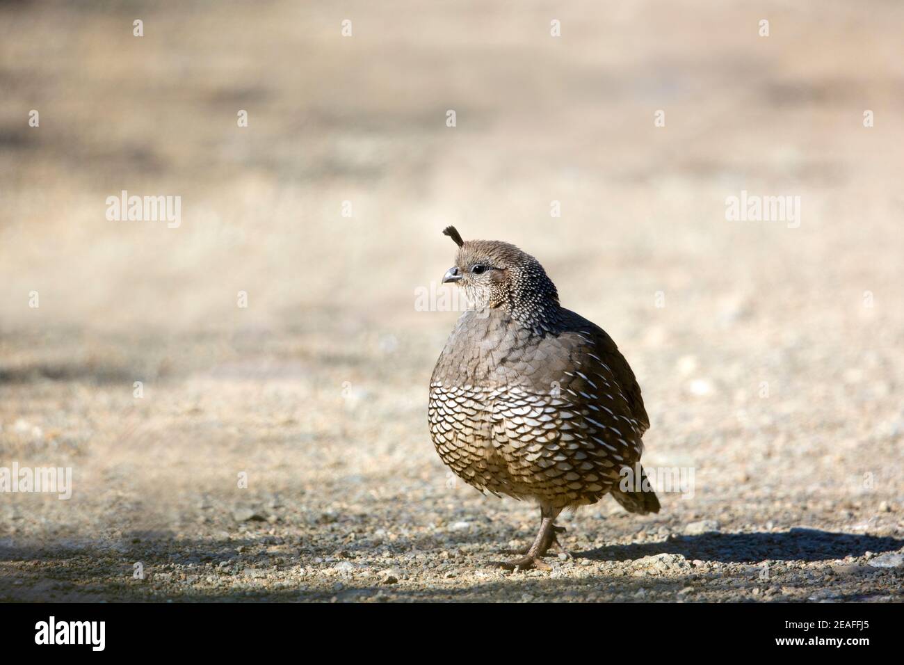 Female quail hi-res stock photography and images - Alamy