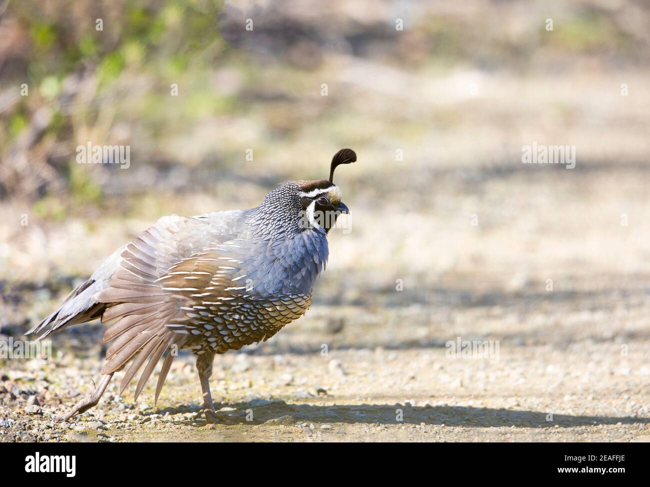 California Quail Male Stock Photo - Alamy