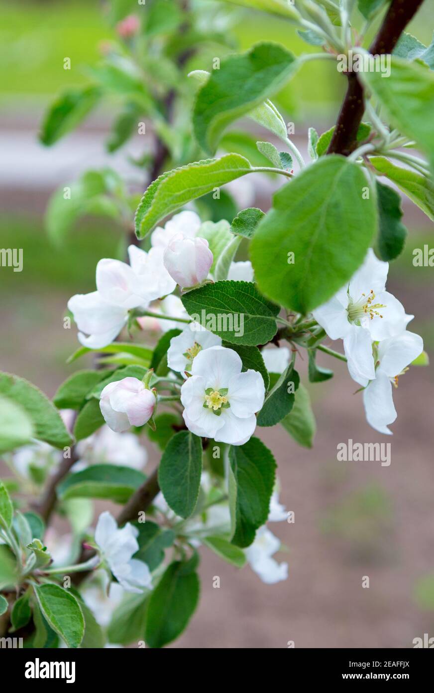 Blossom apple tree in spring time. Blooming apple as nature background ...